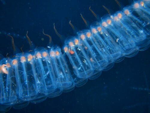 Thaliaceans (Class Thaliacea) · MINKA