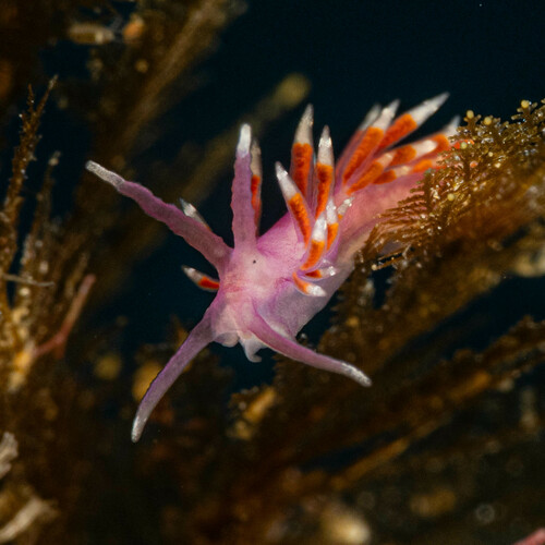 Pink Coryphella (Edmundsella pedata) · MINKA