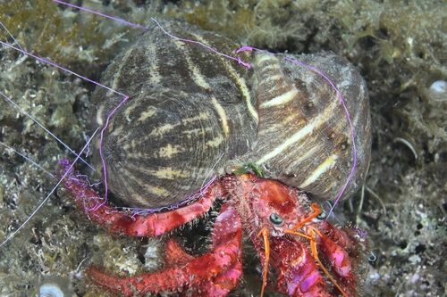 Parasitic Anemone (Calliactis parasitica) · MINKA