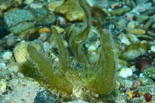 Asperococcus bullosus · MINKA