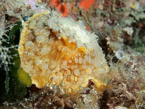 Umbrella Slug (Umbraculum umbraculum) · MINKA