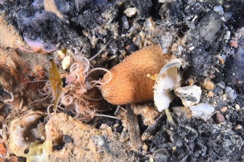 Genus Lanice · MINKA