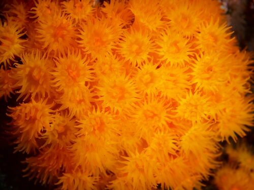 Star Coral (Astroides calycularis) · MINKA