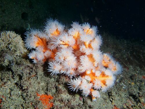 Pink Coral (Dendrophyllia ramea) · MINKA