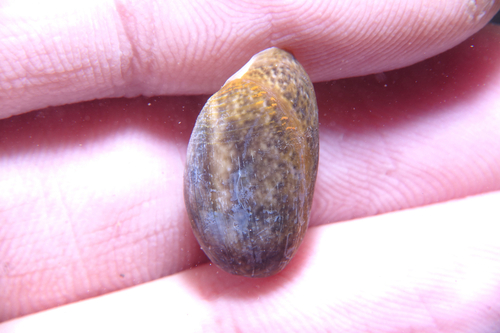 Common Atlantic Bubble (Bulla striata) · MINKA