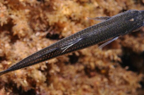 Siphon-Mouth Copepods (Order Siphonostomatoida) · MINKA