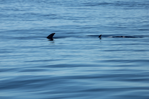 Swordfishes (Family Xiphiidae) · MINKA