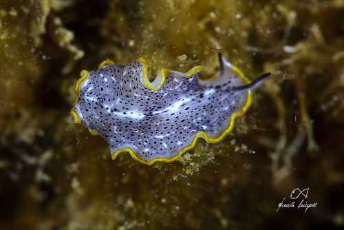 Moseley's Flatworm (Prostheceraeus moseleyi) · MINKA