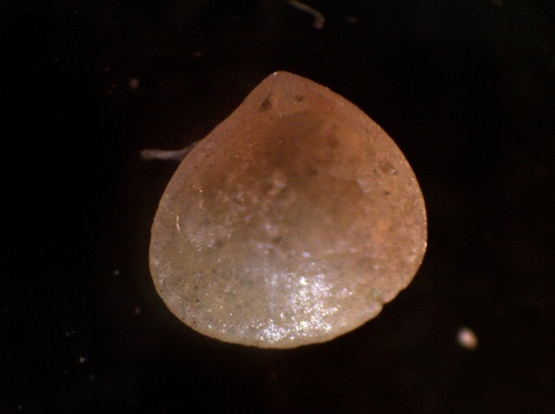 Little Astarte Clam (Goodallia triangularis) · MINKA