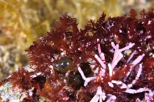 Jellyweeds (Genus Gelidium) · MINKA