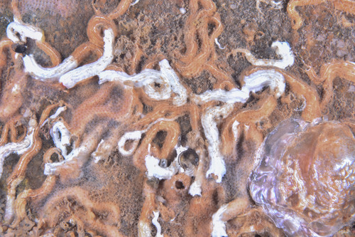 Keeled Tubeworm (Spirobranchus triqueter) · MINKA