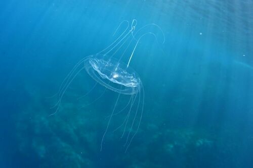 Order Narcomedusae · MINKA