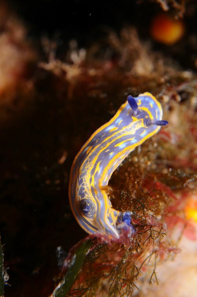 Felimare fontandraui from Girona, España on April 24, 2017 at 01:24 PM by xavi salvador costa ...