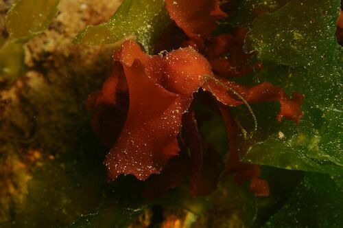 Dasya family (Family Dasyaceae) · MINKA