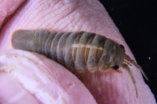 Common Valvetails (Family Idoteidae) · MINKA