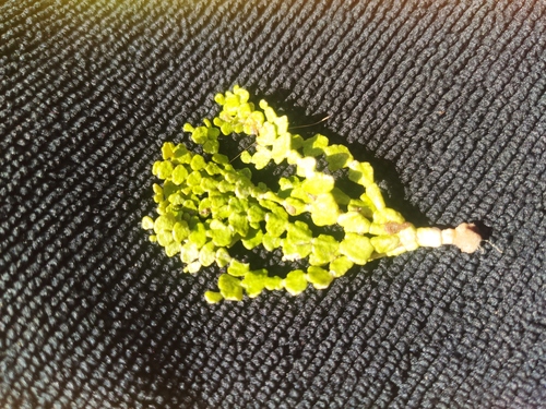 Halimeda incrassata · MINKA