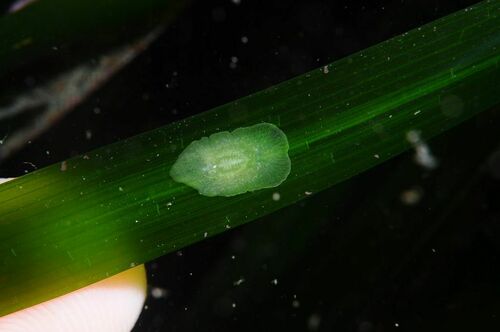 Comoplana palmula · MINKA