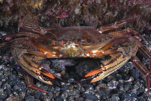 blackpoint sculling crab (Cronius ruber) · MINKA