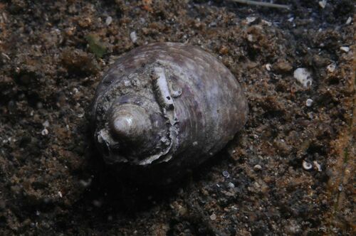 Purple Topshell (Gibbula umbilicalis) · MINKA