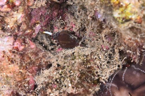 Episcomitra cornicula · MINKA