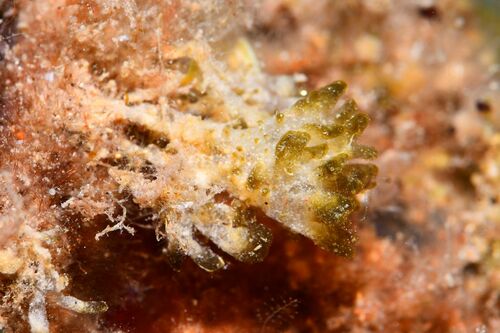 Genus Symploca · MINKA