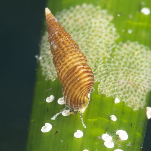 Small Needle-whelk (Bittium reticulatum) · MINKA