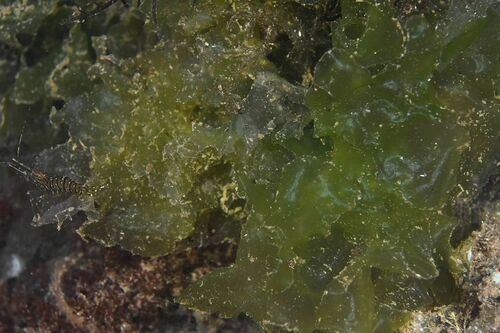 Sea Lettuce (Ulva rigida) · MINKA