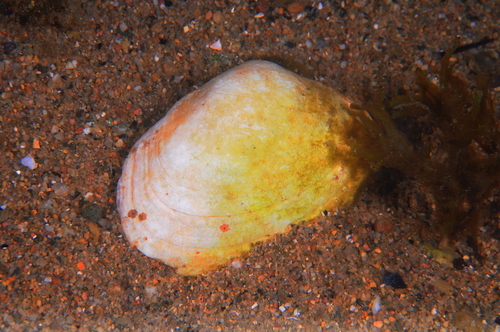 Carpet-shells (Genus Venerupis) · MINKA