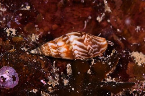 Lettered Dove (Mitrella scripta) · MINKA