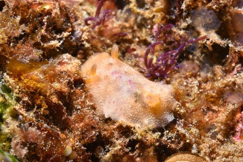 Sea Lemon (Archidoris pseudoargus) · MINKA