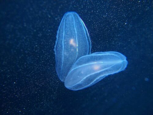 Cigar Comb Jellies (Genus Beroe) · MINKA