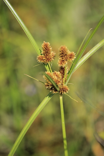 Cyperus glomeratus · MINKA