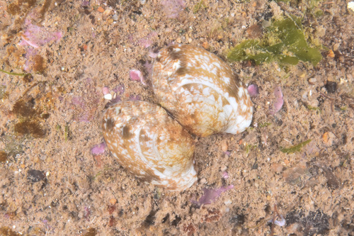 grooved carpet shell (Ruditapes decussatus) · MINKA