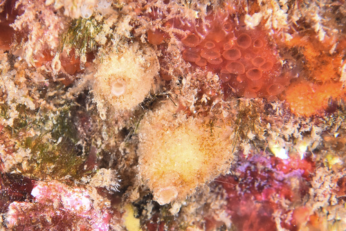 Hairy Tube Sponges (Genus Sycon) · MINKA