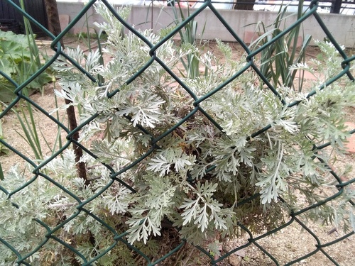 Hoary Mugwort (Artemisia stelleriana) · MINKA