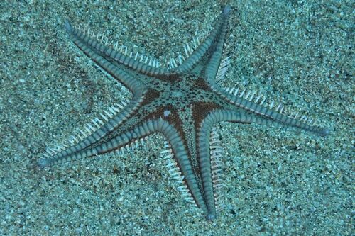 Red Comb Star (Astropecten aranciacus) · MINKA
