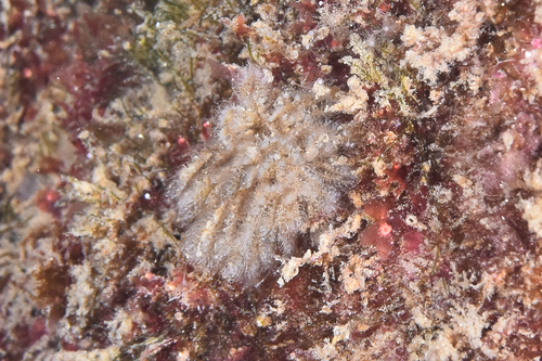 Dentate Moss Animals (Family Bugulidae) · MINKA