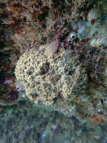 Stinker Sponge (Sarcotragus fasciculatus) · MINKA