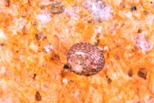 Gibbula racketti · MINKA