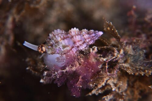 Turrid Snails (Family Turridae) · MINKA