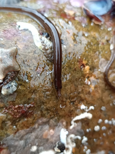 Worm Pipefish (Nerophis lumbriciformis) · MINKA