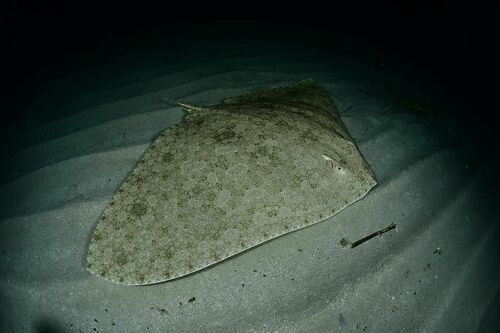 Spiny Butterfly Ray (Gymnura altavela) · MINKA