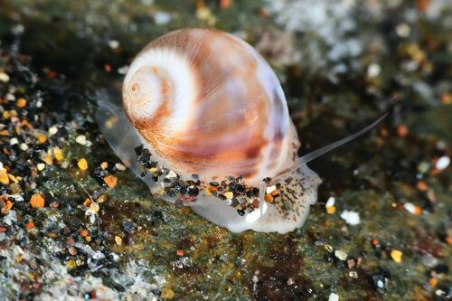 Genus Natica · MINKA