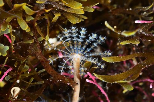 Lesser Peacock Worm (Sabella discifera) · MINKA