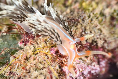 Lynx Phidiana (Phidiana lynceus) · MINKA