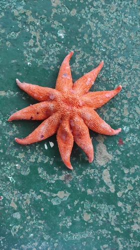 Solasterid Sun Stars (Family Solasteridae) · MINKA