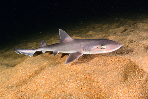 Dusky Smooth-hound (Mustelus mustelus) · MINKA