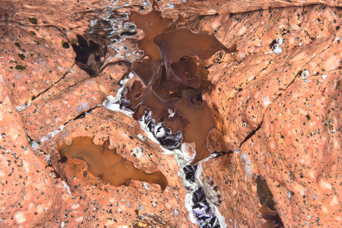 Rissoella verruculosa · MINKA