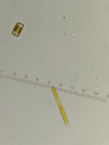 Genus Proboscia · MINKA