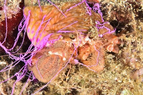 Prideaux's Hermit Crab (Pagurus prideaux) · MINKA
